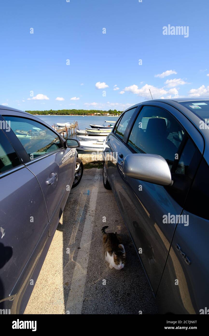 Cat between hi-res stock photography and images - Alamy