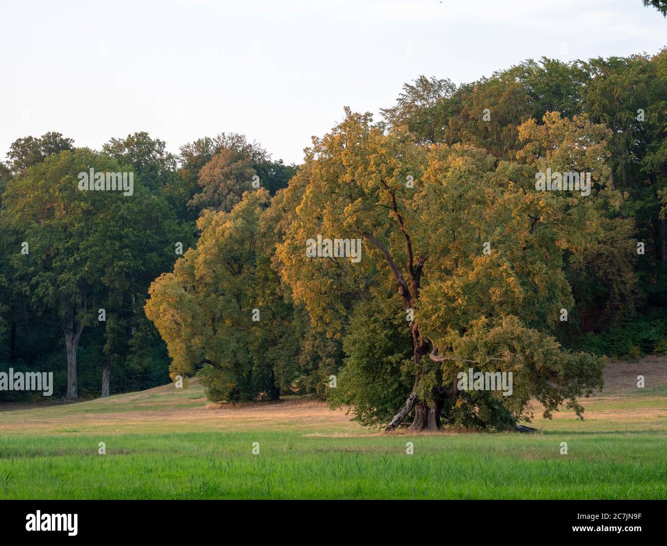 Tree site hi-res stock photography and images - Alamy