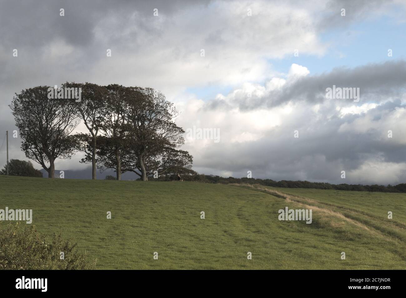 Scenery of trees in the greenfield under the gloomy sky in the ...