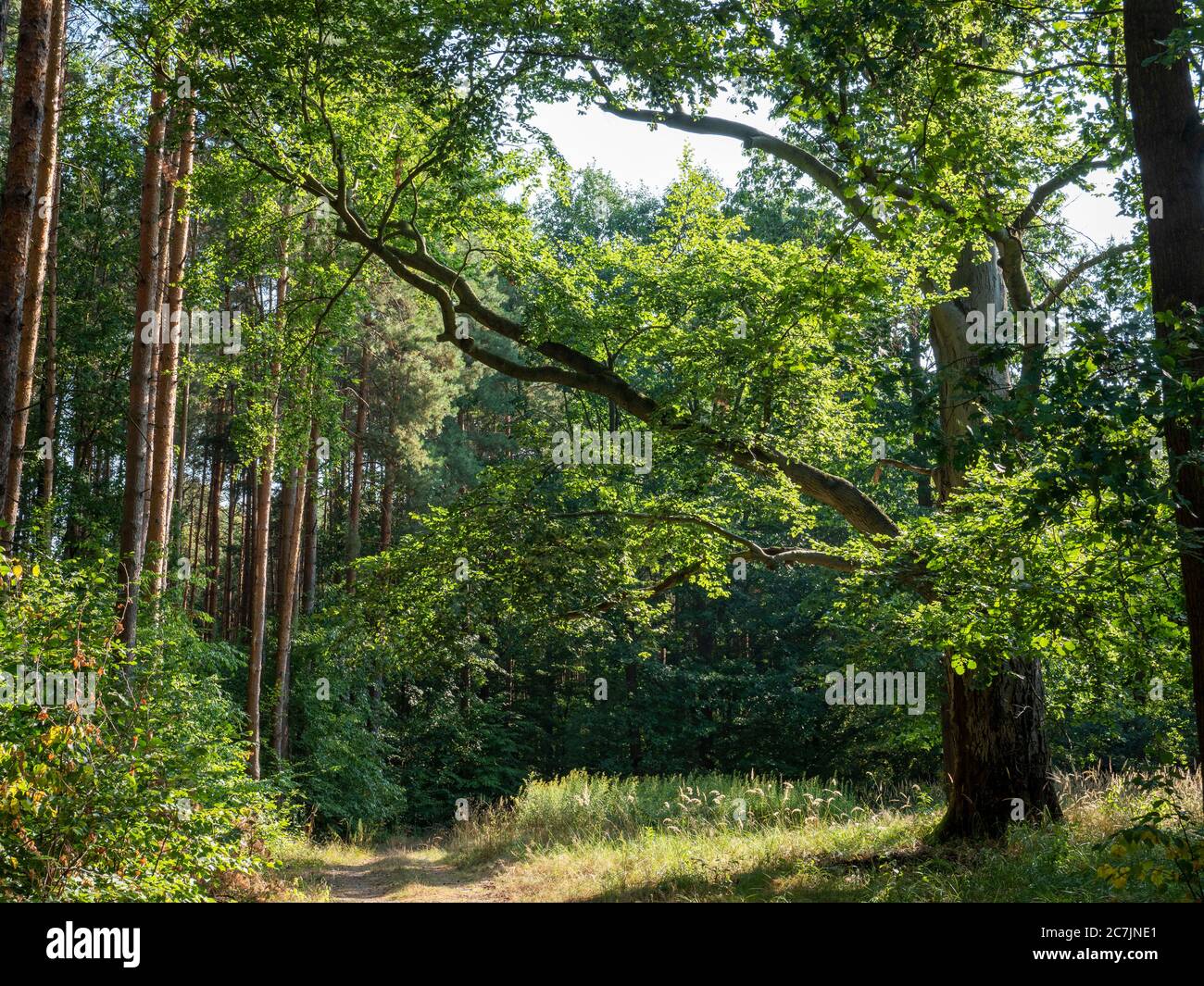 Polish tribes hi-res stock photography and images - Alamy