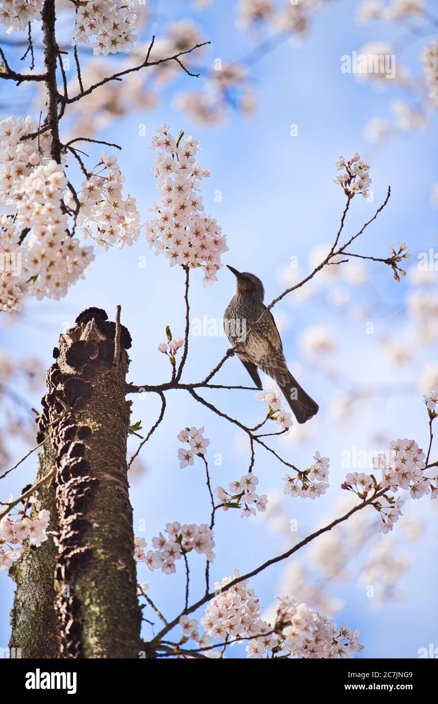 Japanese Bird Cherry Blossom High Resolution Stock Photography and ...