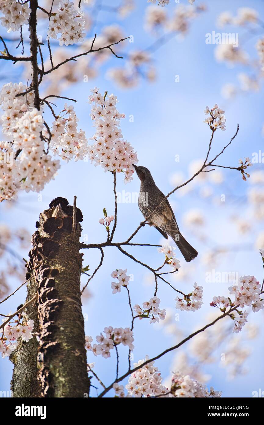 One bird perched on a branch of cherry tree eating nectar from full ...