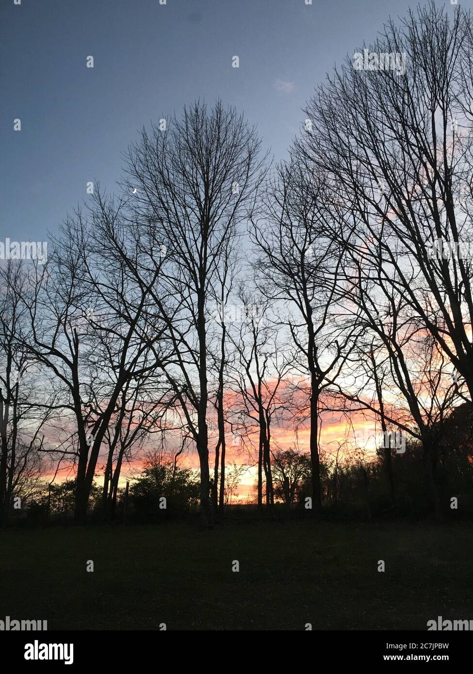 Vertical low angle shot of the beautiful trees under the amazing colorful sky Stock Photo - Alamy