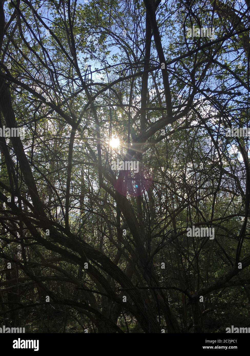 Vertical shot of the sun shining through the beautiful branches of ...