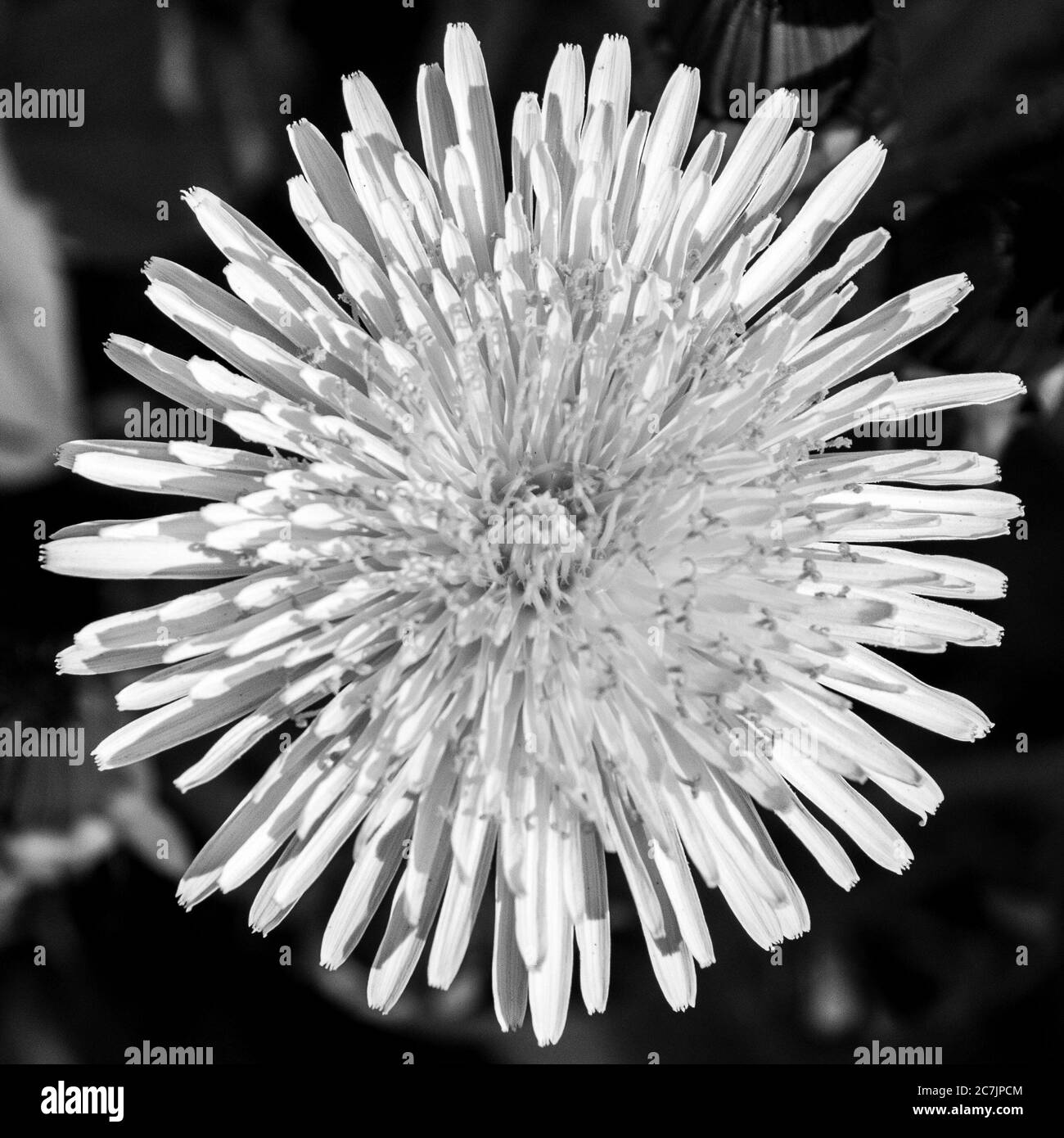 Blossom fresh green meadow Black and White Stock Photos & Images - Alamy