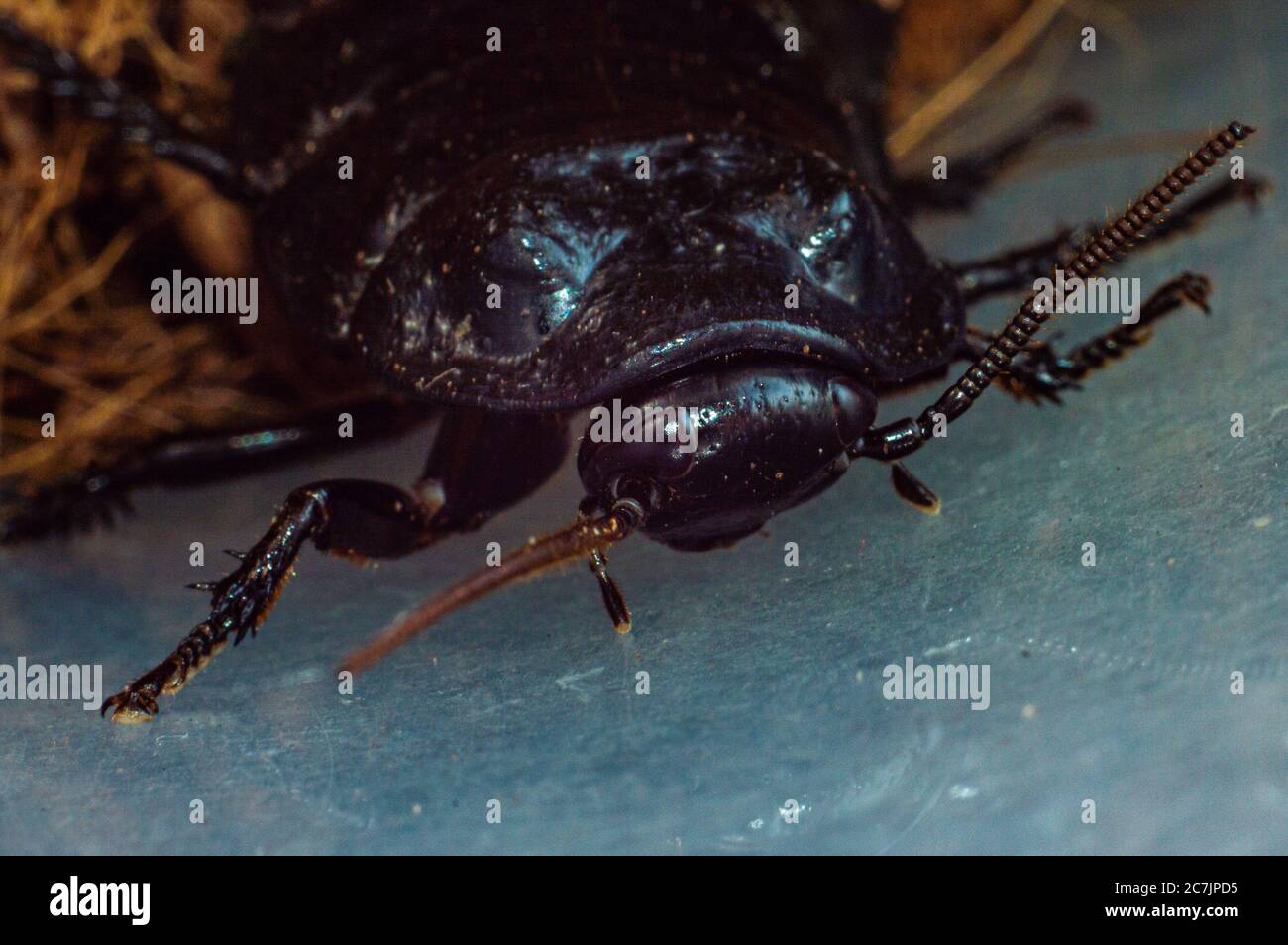 Ugly insect hi-res stock photography and images - Alamy