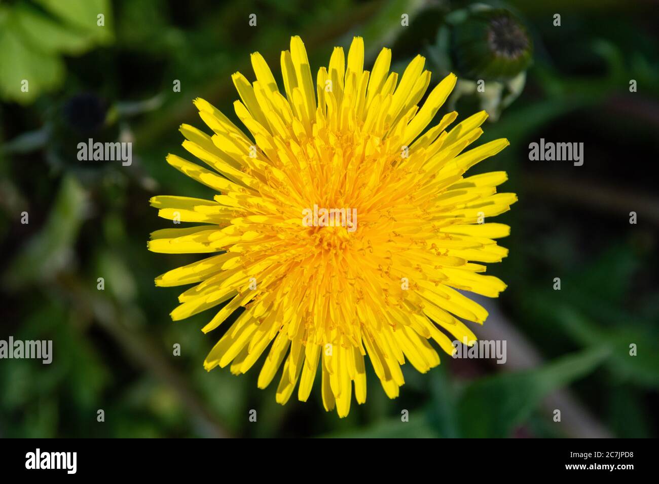 Vector illustration dandelion silhouette hi-res stock photography and ...