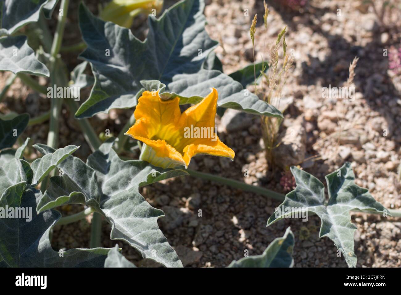 Cucurbitaceae hi-res stock photography and images - Alamy
