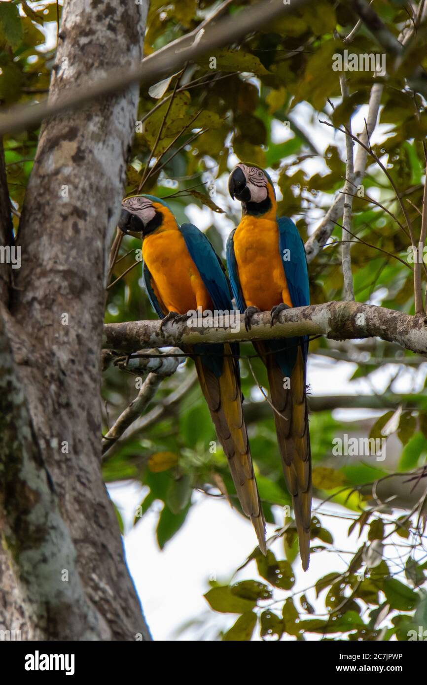 Blue-and-yellow macaws (Ara ararauna) in the Peruvian Amazaon Stock ...