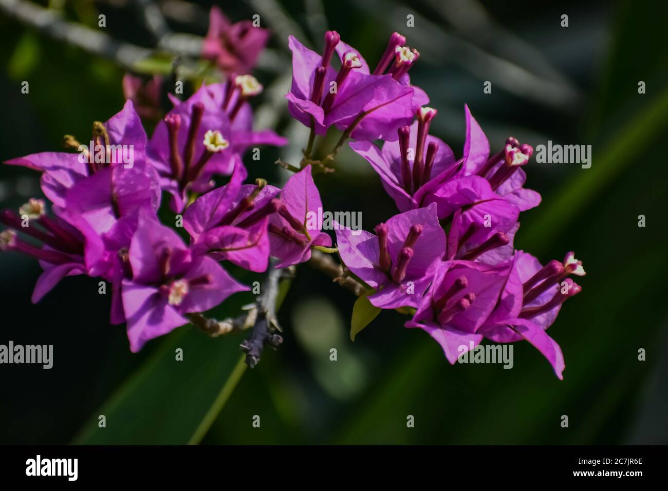 A beautiful closeup photograph of flowers in a garden Stock Photo - Alamy