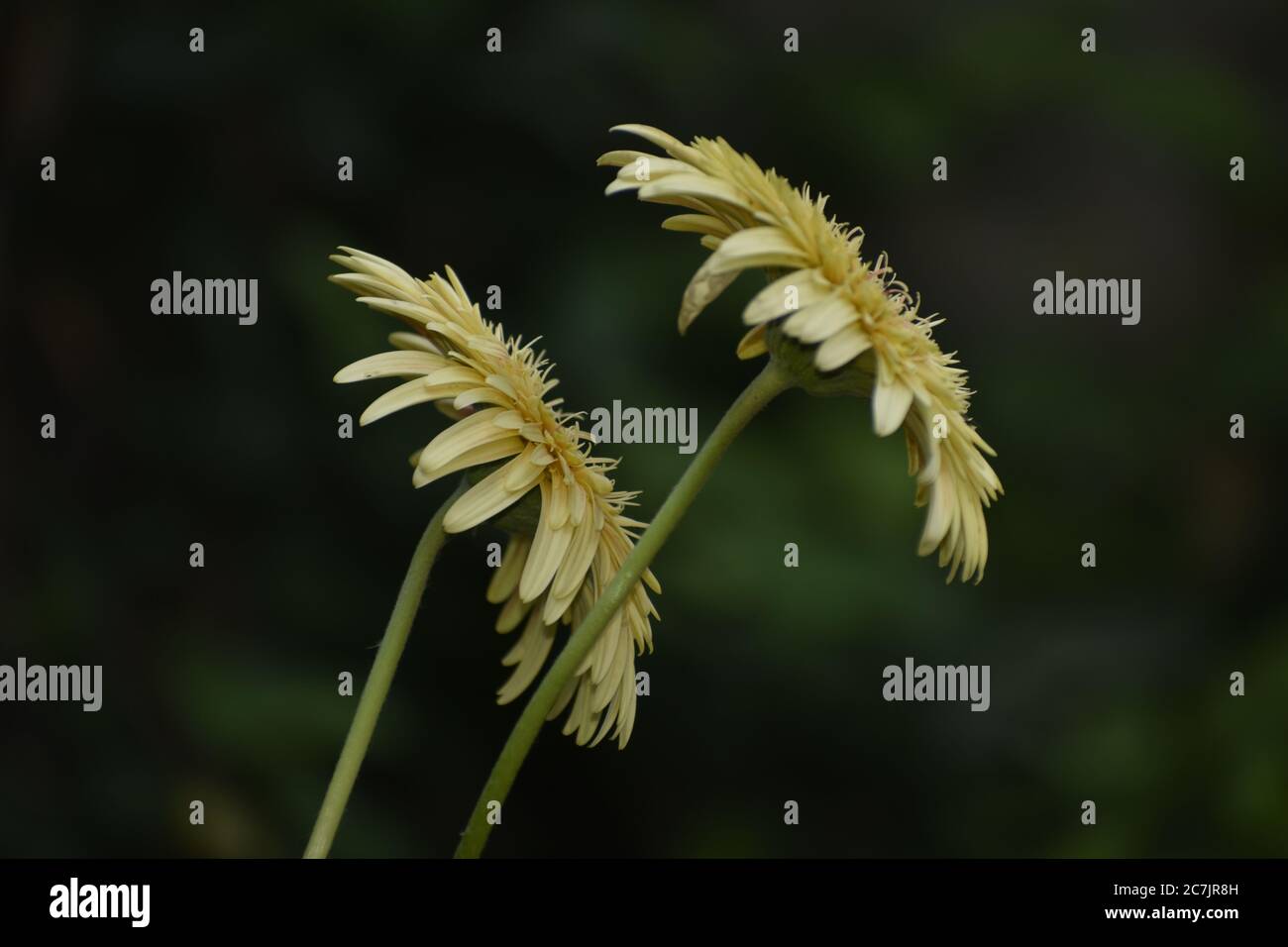 A beautiful closeup photograph of flowers in a garden Stock Photo - Alamy