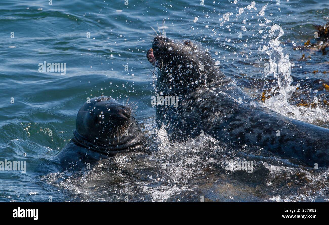 Maughold head isle man hi-res stock photography and images - Alamy