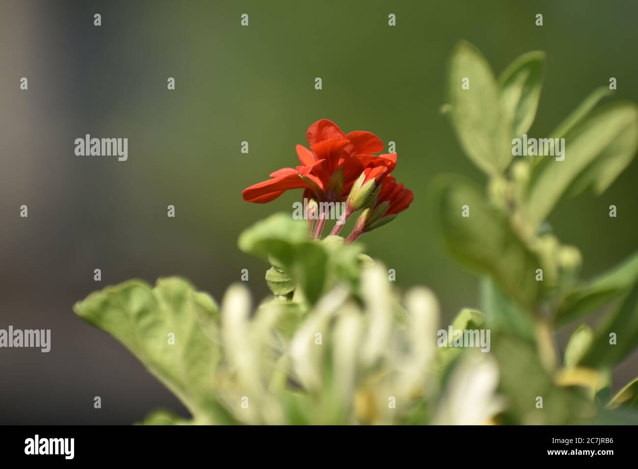 A beautiful closeup photograph of flowers in a garden Stock Photo - Alamy