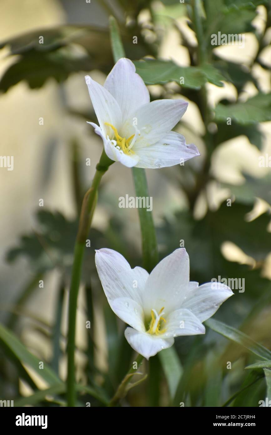 A beautiful closeup photograph of flowers in a garden Stock Photo - Alamy