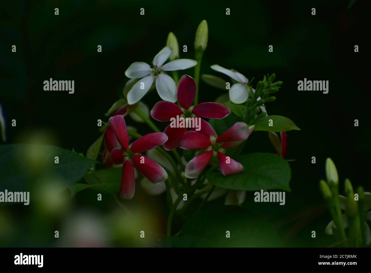 A beautiful closeup photograph of flowers in a garden Stock Photo - Alamy