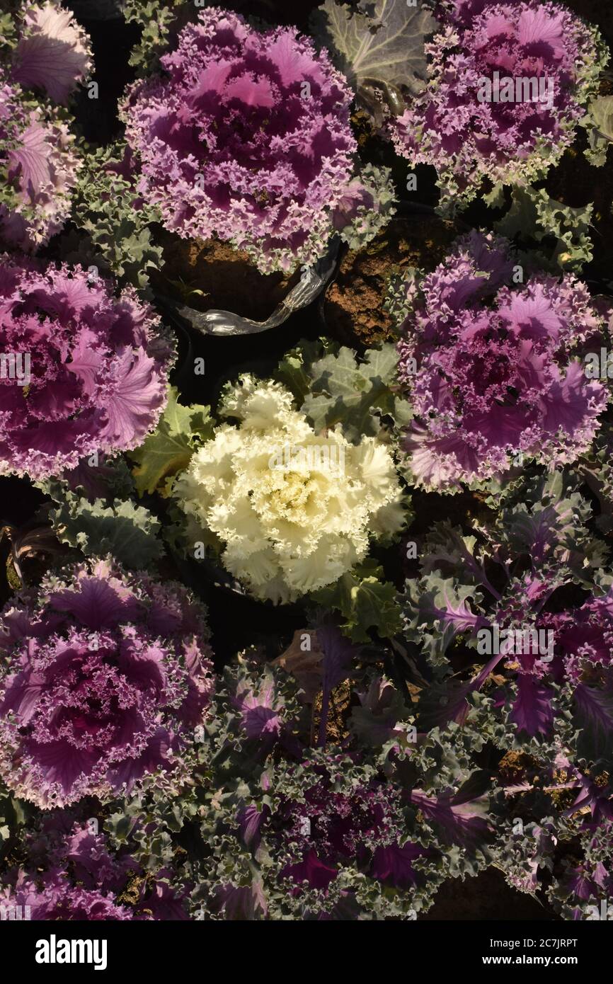 A beautiful closeup photograph of flowers in a garden Stock Photo - Alamy