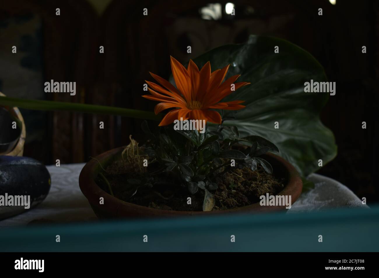 A beautiful closeup photograph of flowers in a garden Stock Photo - Alamy