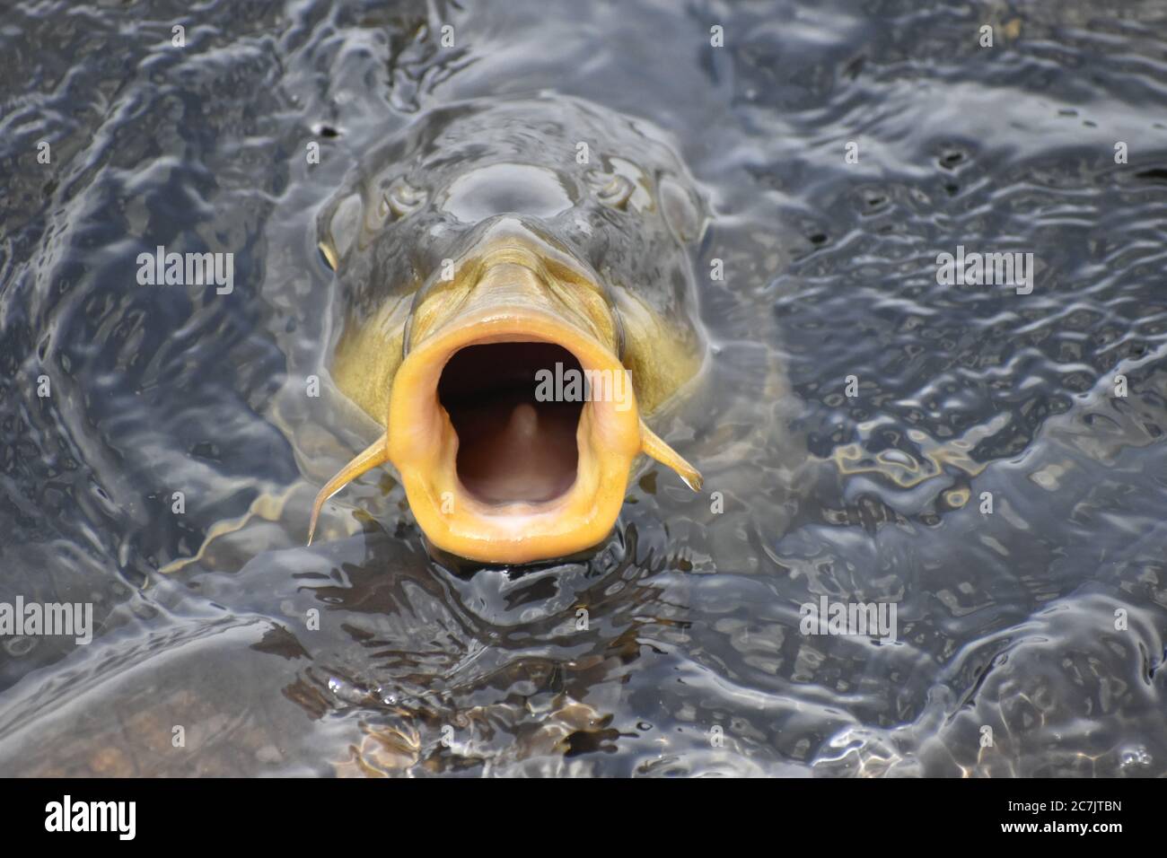 Save the water for the fishes hi-res stock photography and images - Alamy