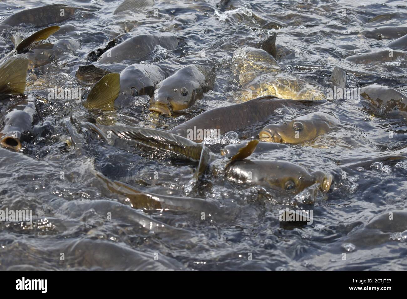 India lake fish underwater hi-res stock photography and images - Alamy