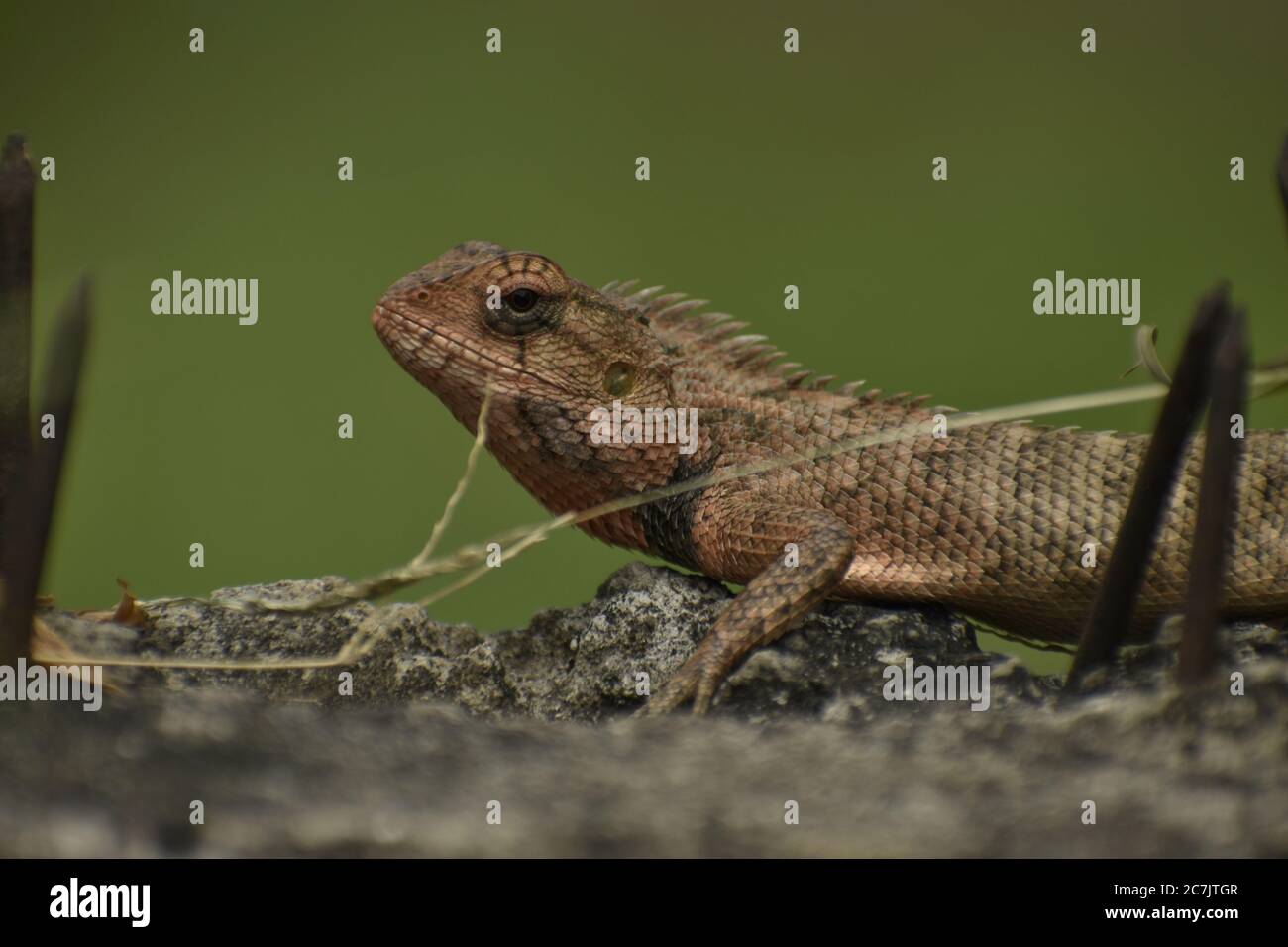 A beautiful closeup photograph of a lizard in a garden Stock Photo - Alamy