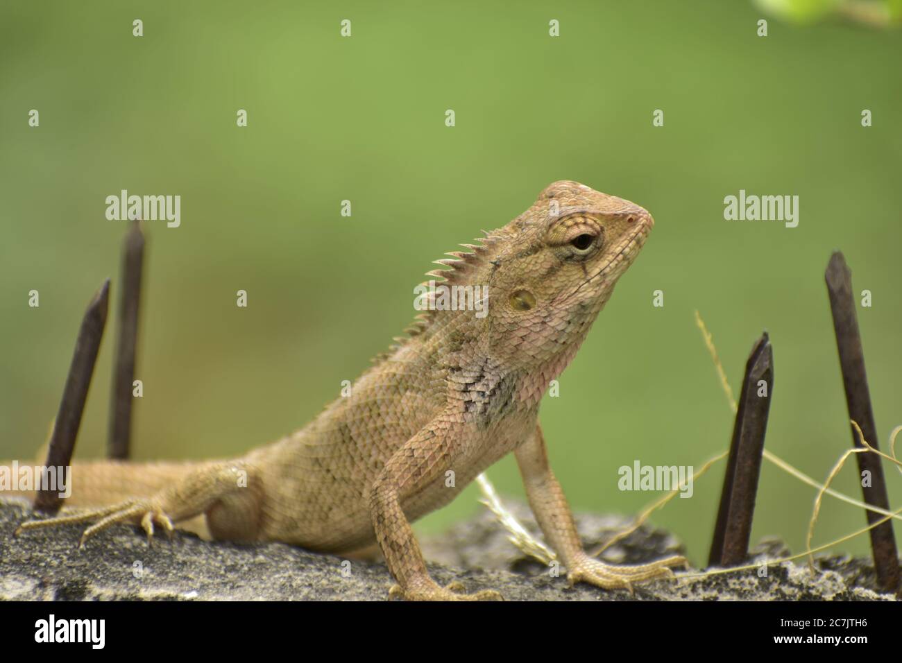 A beautiful closeup photograph of a lizard in a garden Stock Photo - Alamy