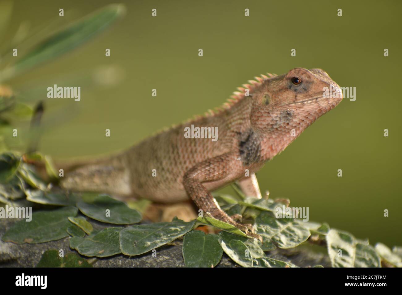 A beautiful closeup photograph of a lizard in a garden Stock Photo - Alamy