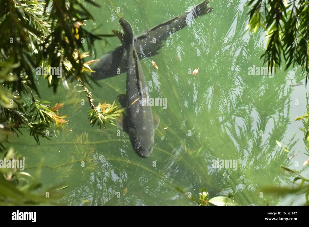 A beautiful closeup photograph of Fish in a Lake at Jammu India Stock ...