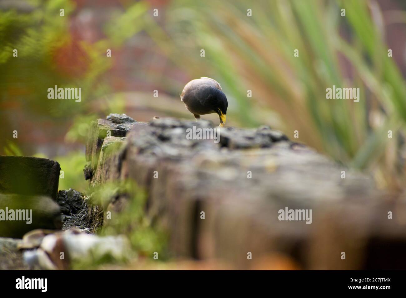 Beautiful garden bird hi-res stock photography and images - Alamy