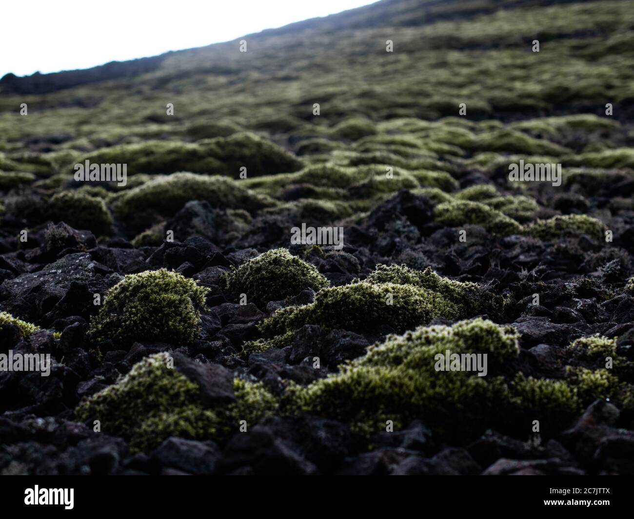 Lot of rocks covered with moss on a blurred background - great for a ...
