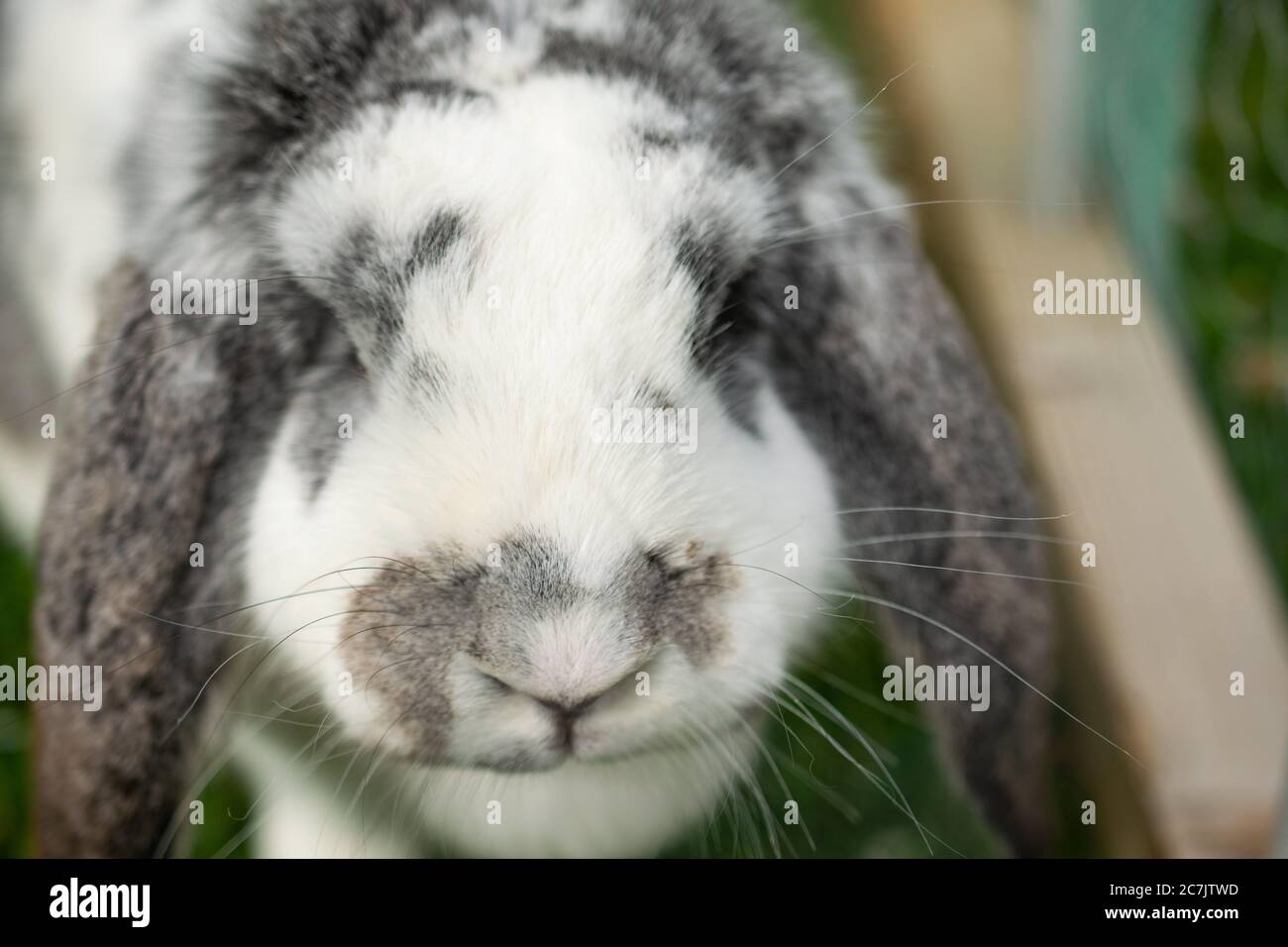 Angry and rabbit hi-res stock photography and images - Alamy
