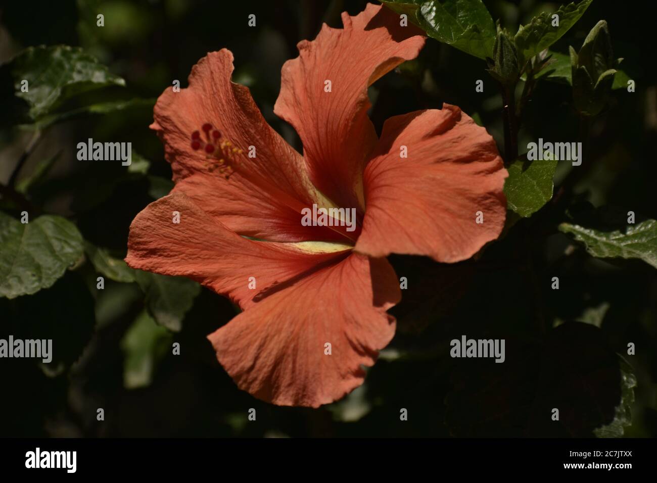 A beautiful closeup photograph of flowers in a garden Stock Photo - Alamy