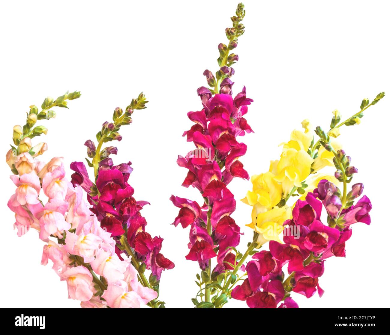 Snapdragon Flower Dead