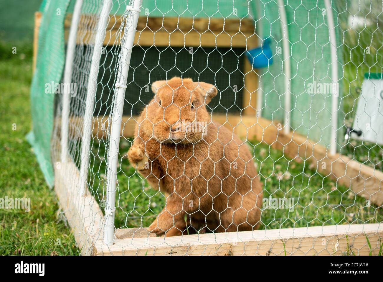 Cute domestic furry rabbit in a cage during daytime Stock Photo - Alamy