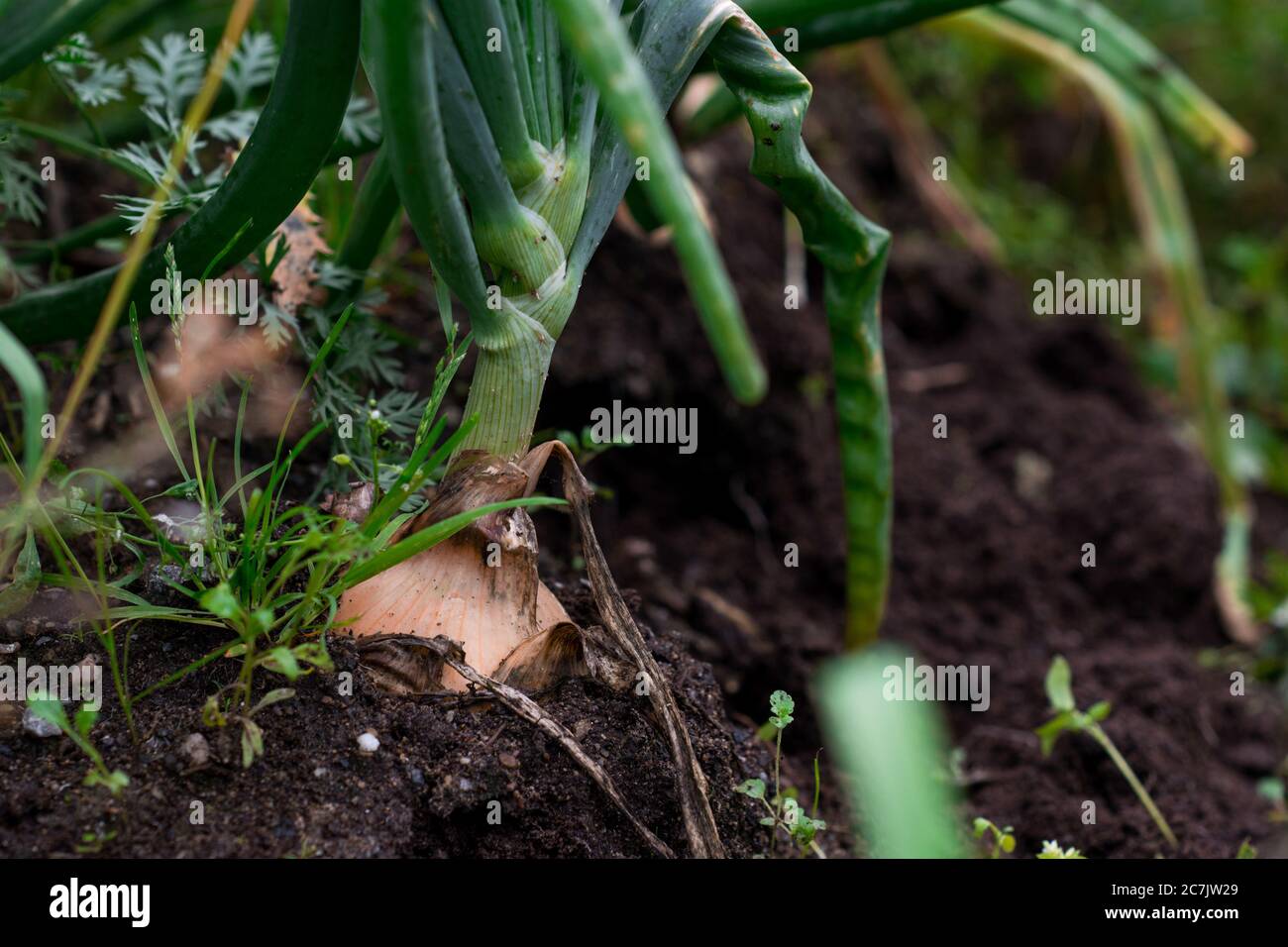 Closeup shot of garlic plant in the soil with a blurred background ...