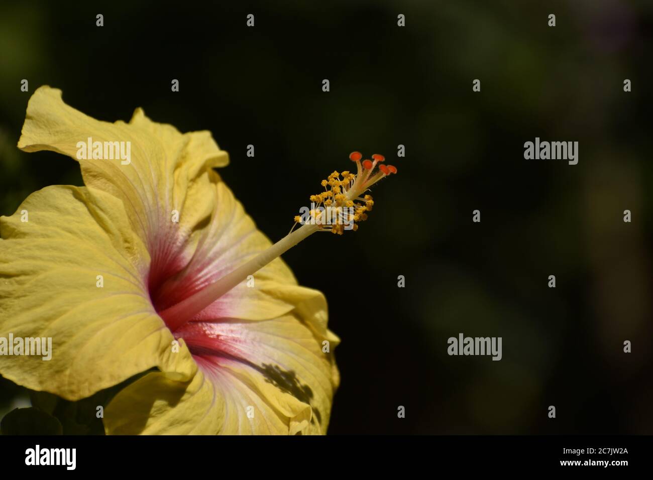 A beautiful closeup photograph of flowers in a garden Stock Photo - Alamy
