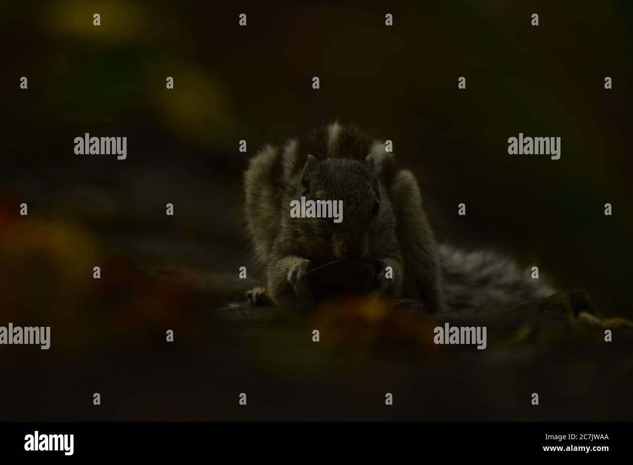 Honey possum hi-res stock photography and images - Alamy