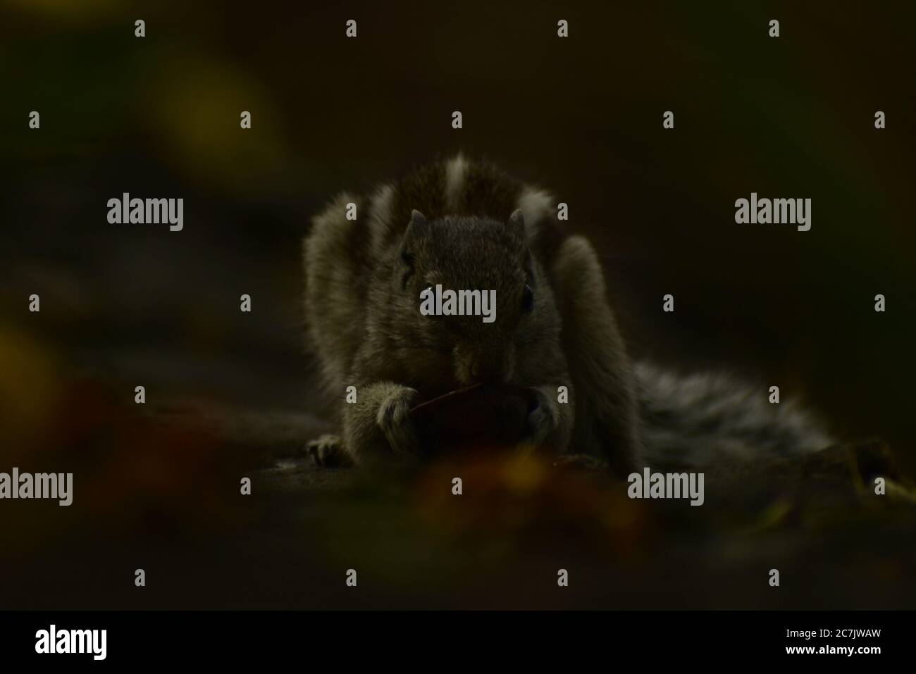Honey possum hi-res stock photography and images - Alamy