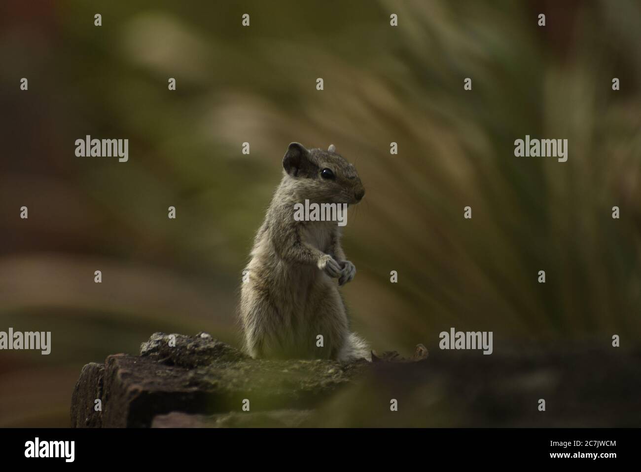 Honey possum hi-res stock photography and images - Alamy