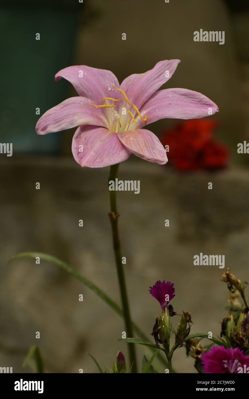 A beautiful closeup photograph of flowers in a garden Stock Photo - Alamy