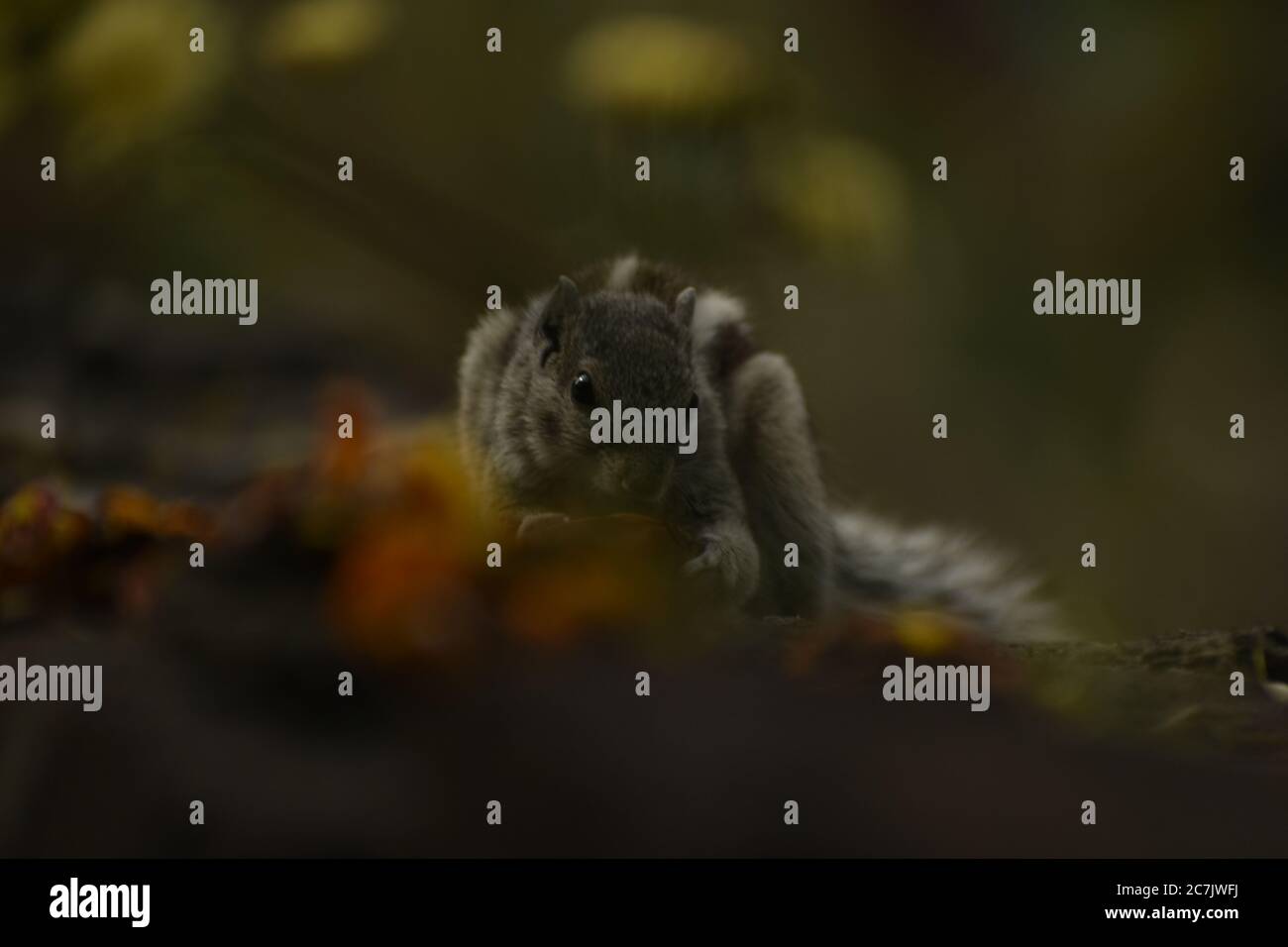 Honey possum hi-res stock photography and images - Alamy