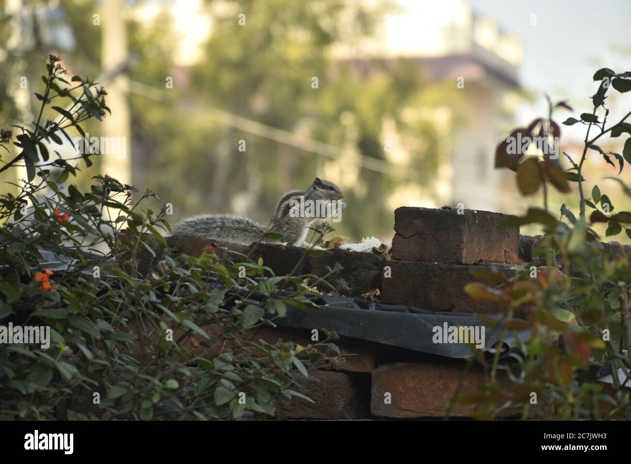 Honey possum hi-res stock photography and images - Alamy