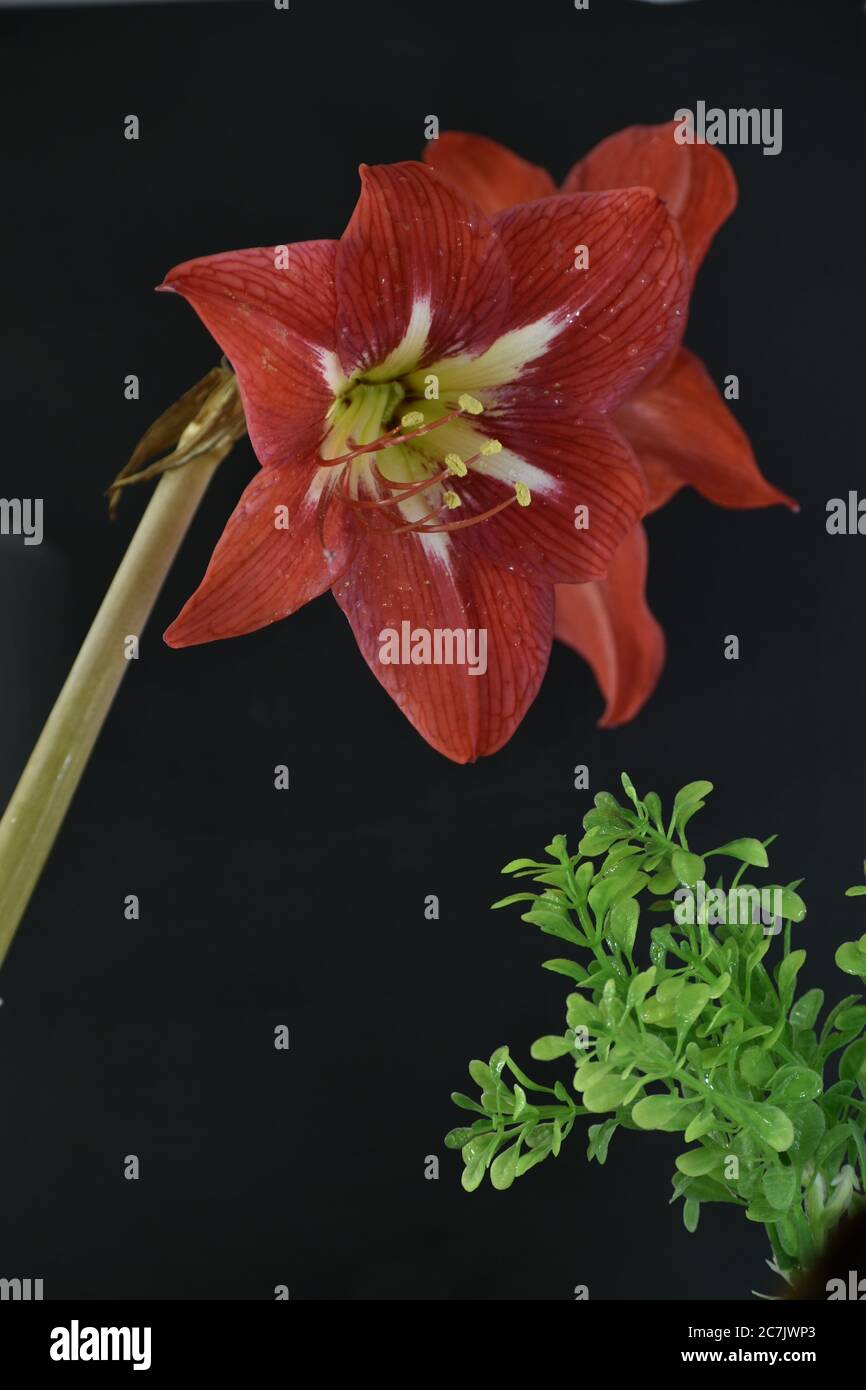 A beautiful closeup photograph of flowers in a garden Stock Photo - Alamy
