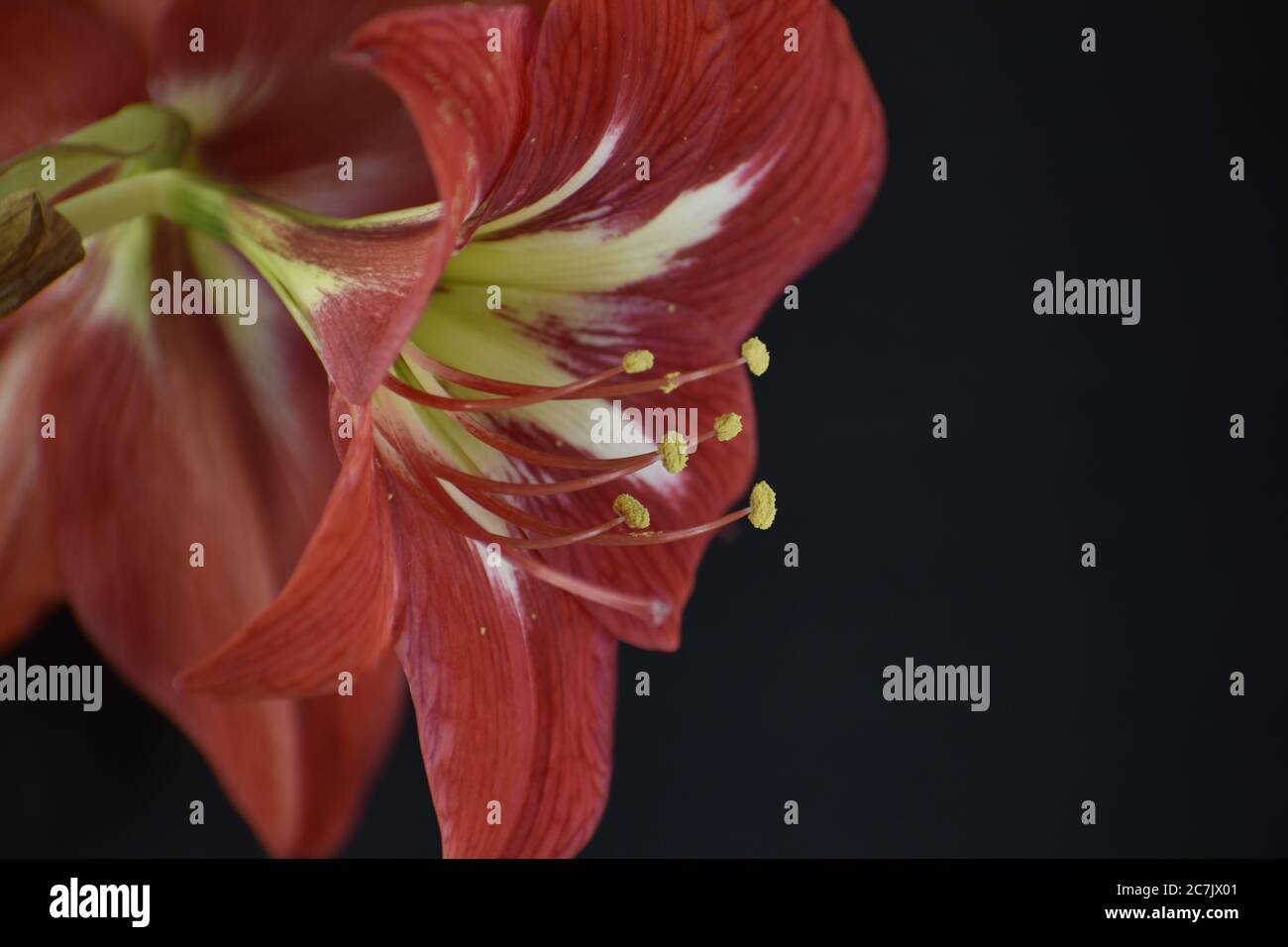 A beautiful closeup photograph of flowers in a garden Stock Photo - Alamy