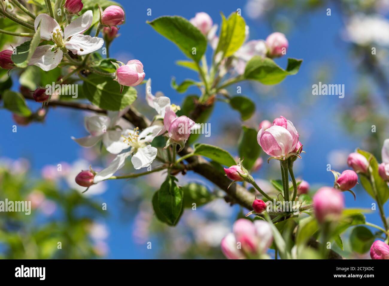 Raspberry tree hi-res stock photography and images - Alamy