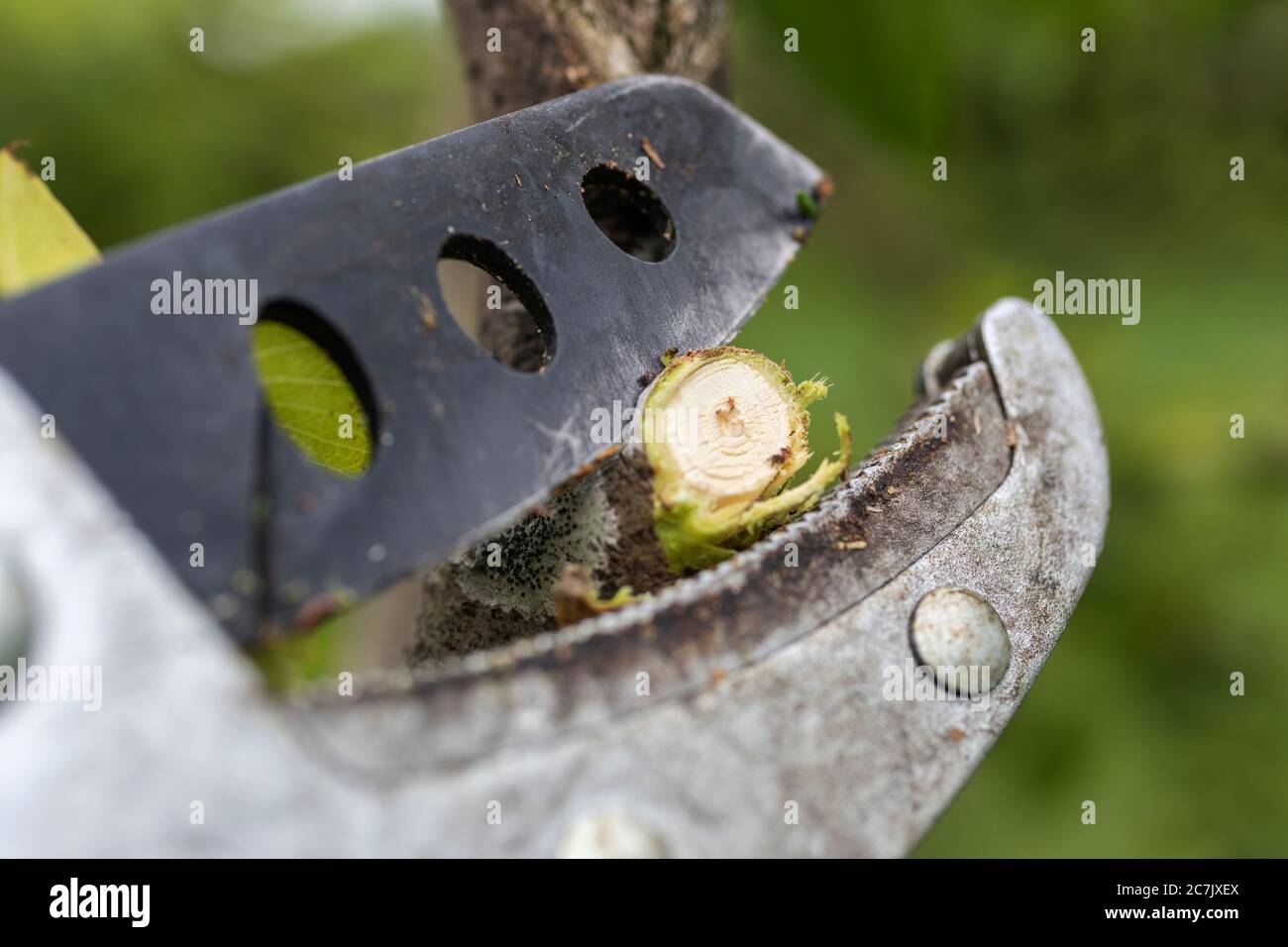 Anvil pruner, detail, cutting blade, tree cut, garden, Wilhelmshaven ...
