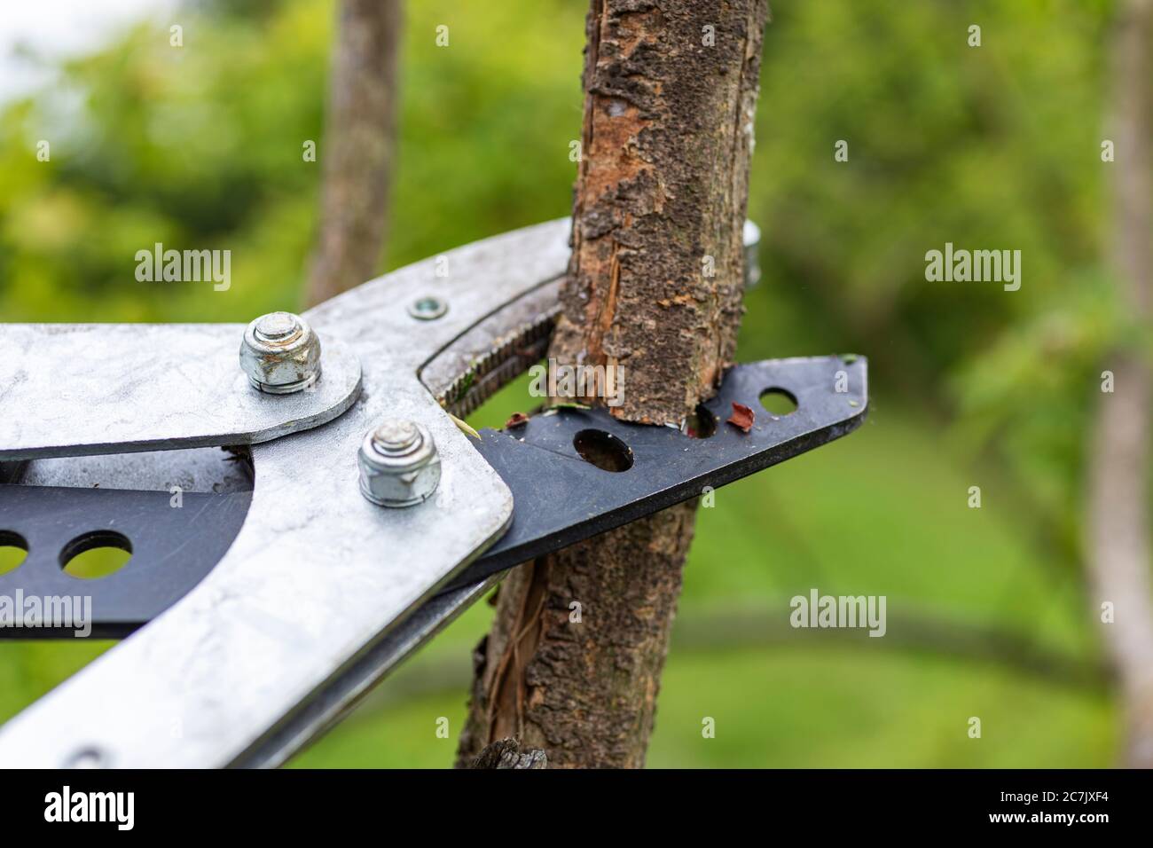 Anvil pruner, detail, cutting blade, tree cut, garden, Wilhelmshaven ...