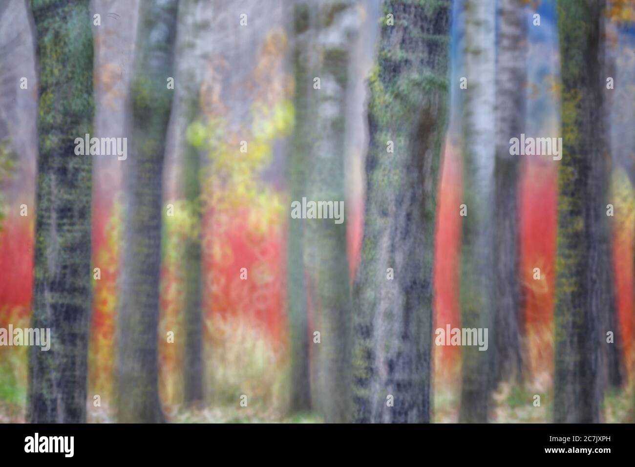 Poplar cultivation, Populus alba, Spain, Cuenca, Wicker cultivation in ...