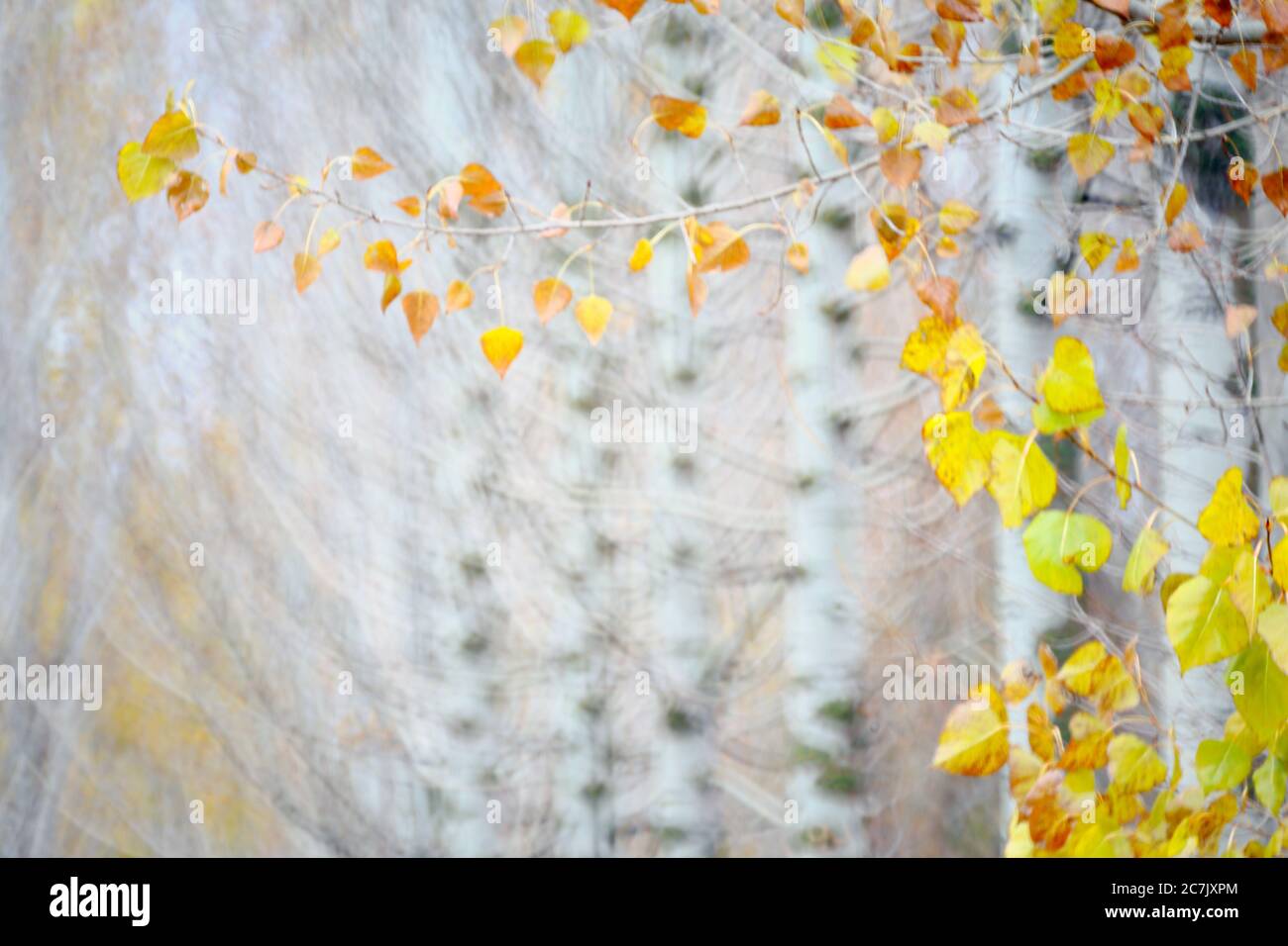 Poplar cultivation, Populus alba, Spain, Cuenca, Wicker cultivation in ...