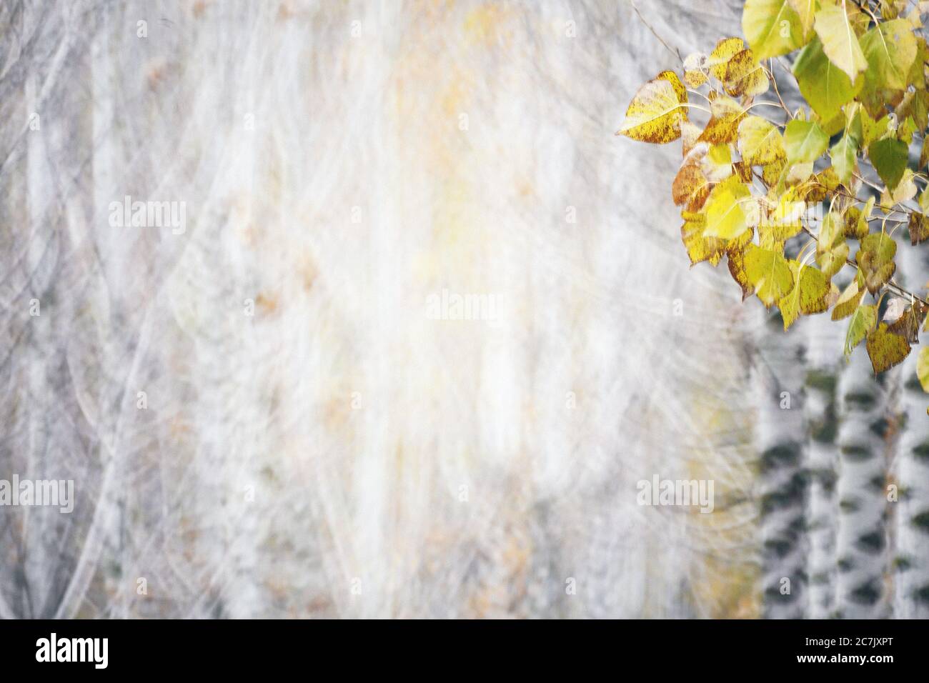 Poplar cultivation, Populus alba, Spain, Cuenca, Wicker cultivation in ...