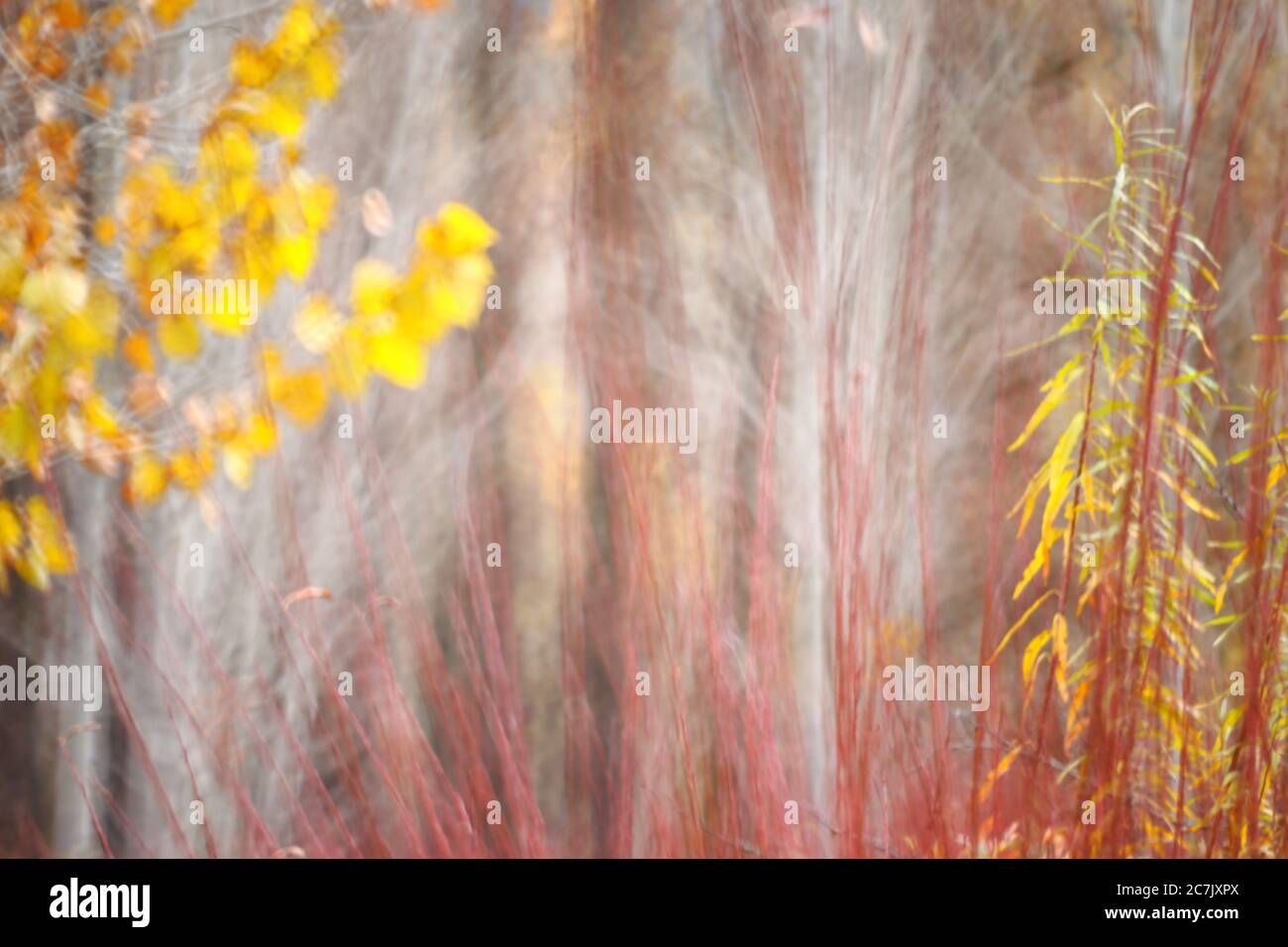 Poplar cultivation, Populus alba, Spain, Cuenca, Wicker cultivation in ...